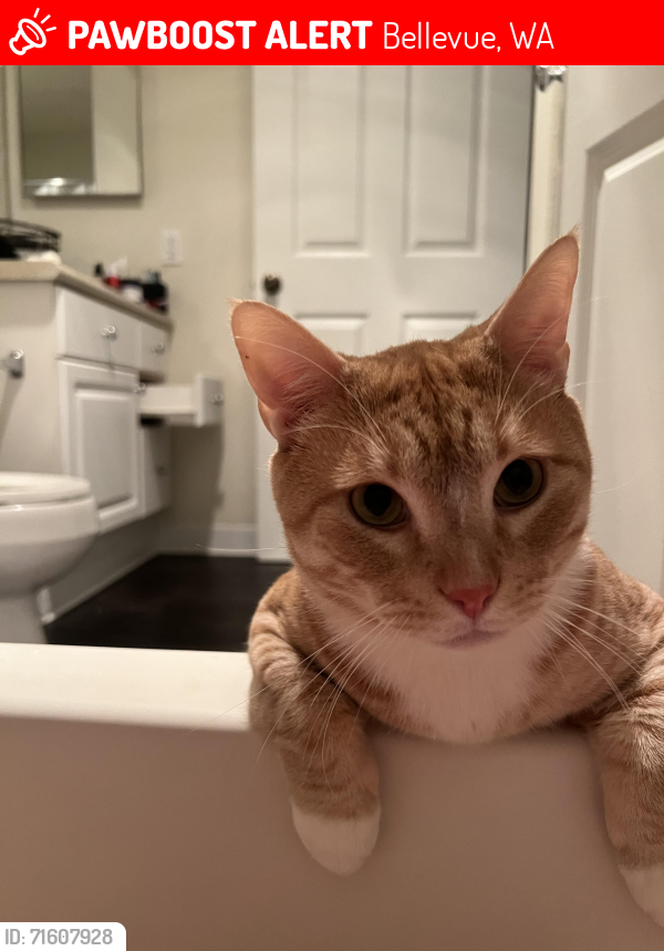 Bellevue, WA Lost Male Cat, Greg Is Missing | PawBoost
