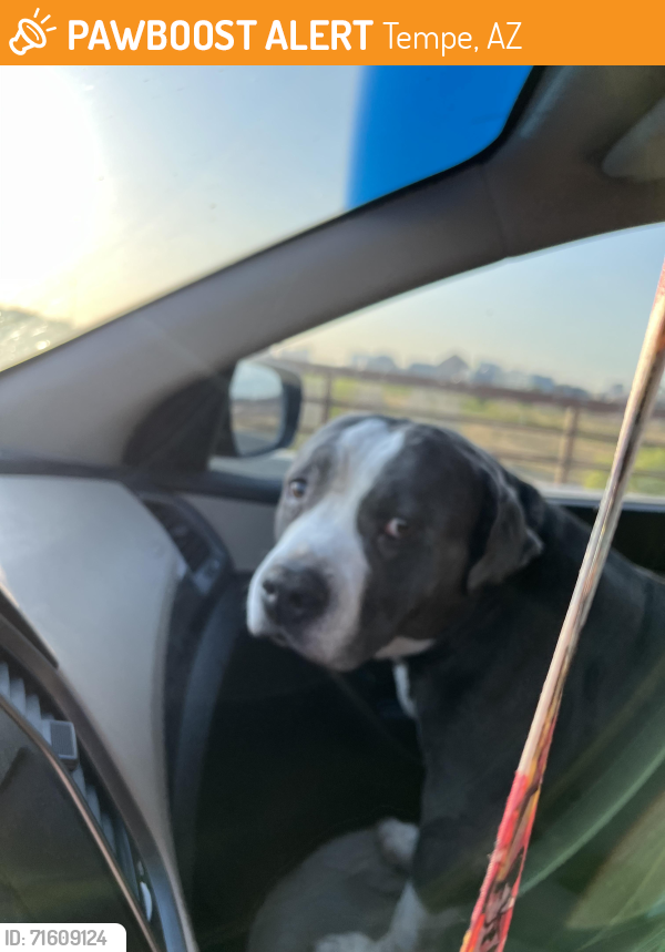 Tempe, AZ Stray Male Dog Found Near Pierce street & Hardy | PawBoost
