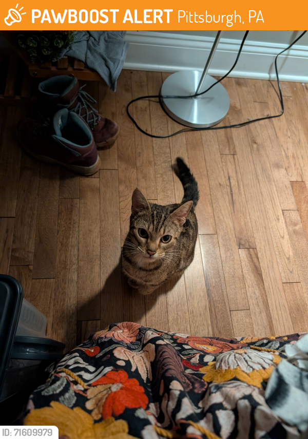 Pittsburgh, PA Stray Female Cat Found Near Highland Park | PawBoost