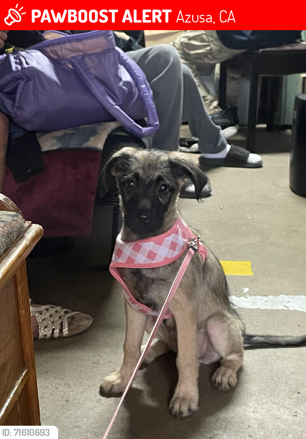Azusa, CA Lost Female Dog, Mona Is Missing | PawBoost