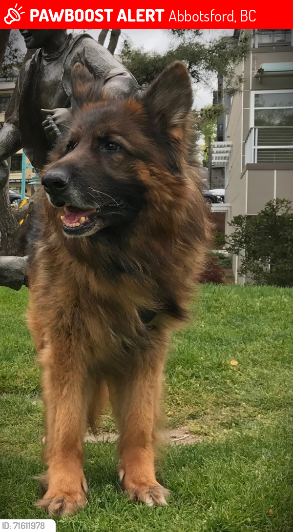 Abbotsford, BC Lost Male Dog, Grizz Is Missing | PawBoost