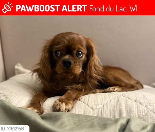 Fond du Lac, WI Lost Male Dog, Louis Is Missing | PawBoost