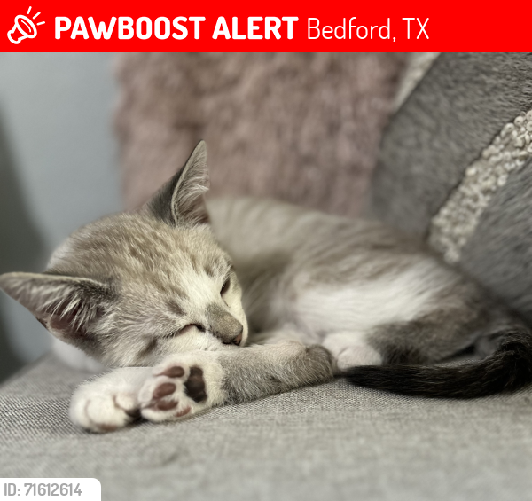 Bedford, TX Lost Male Cat, Milton Is Missing | PawBoost