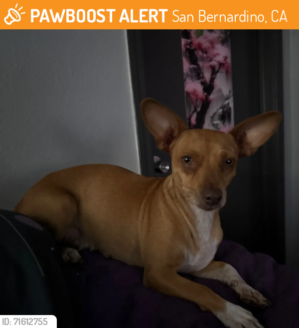 San Bernardino, CA Stray Female Dog Found Near 7-eleven on 5th and ...