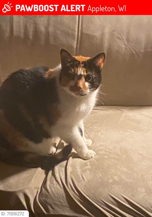 Appleton, WI Lost Female Cat, Bobbin Is Missing | PawBoost