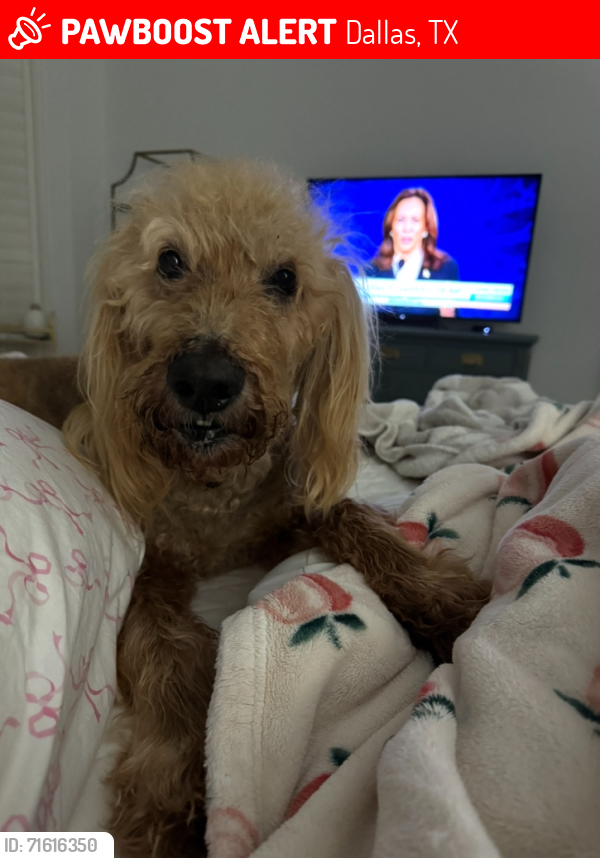 Dallas, TX Lost Male Dog, Baxter Is Missing | PawBoost