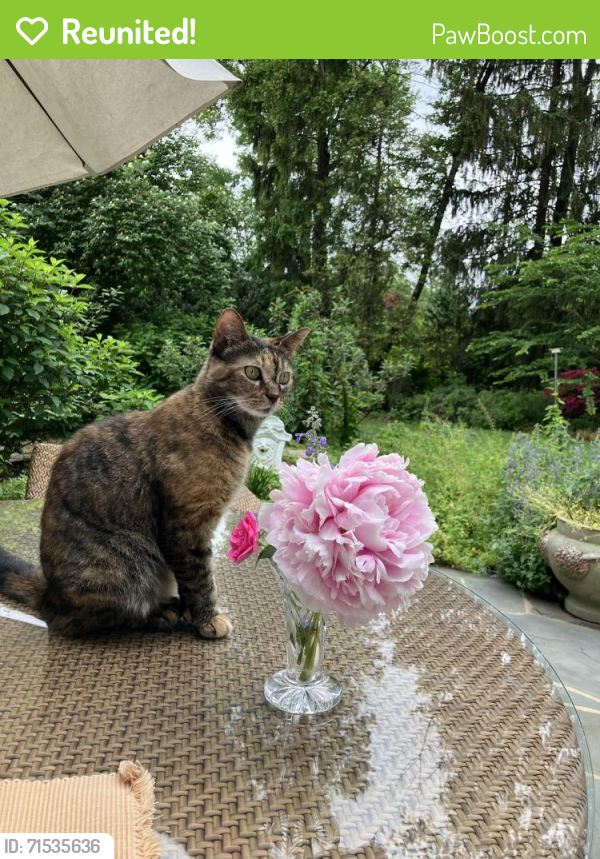 Reunited Female Cat in McLean, VA 22101 (ID: 71535636) | PawBoost