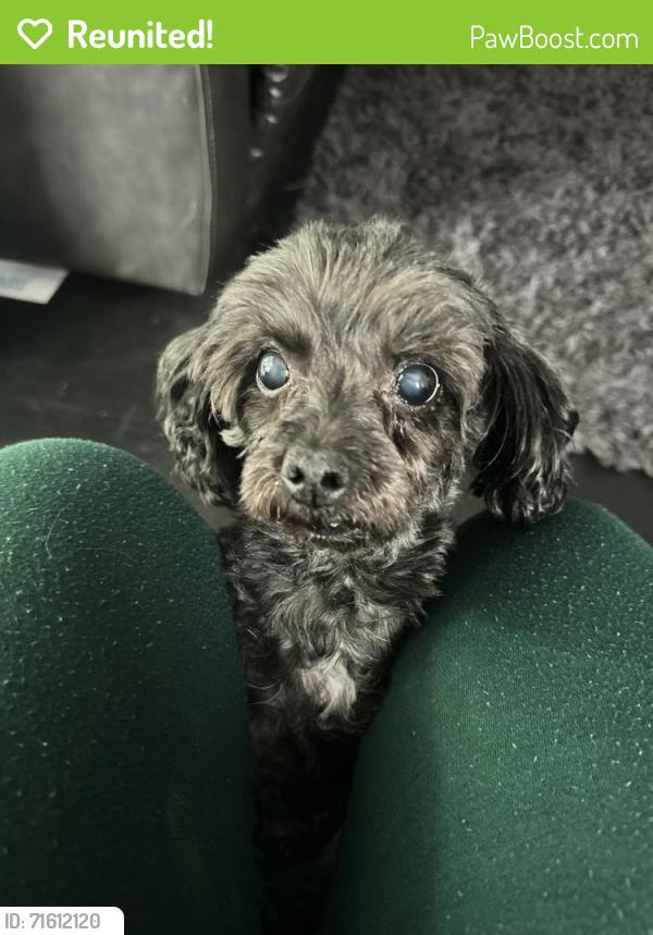 Reunited Male Dog in Toledo, OH 43614 (ID: 71612120) | PawBoost