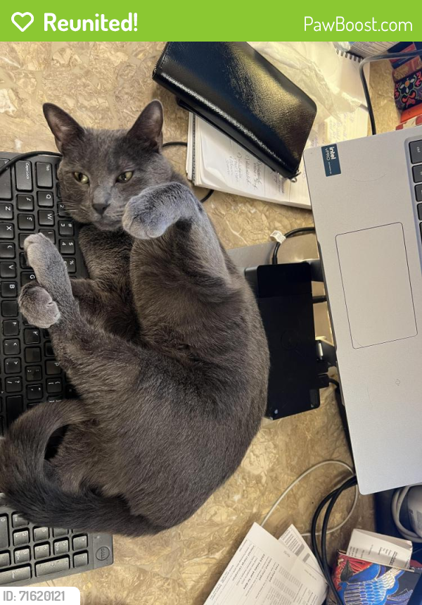 Reunited Male Cat in McLean, VA 22101 (ID: 71620121) | PawBoost