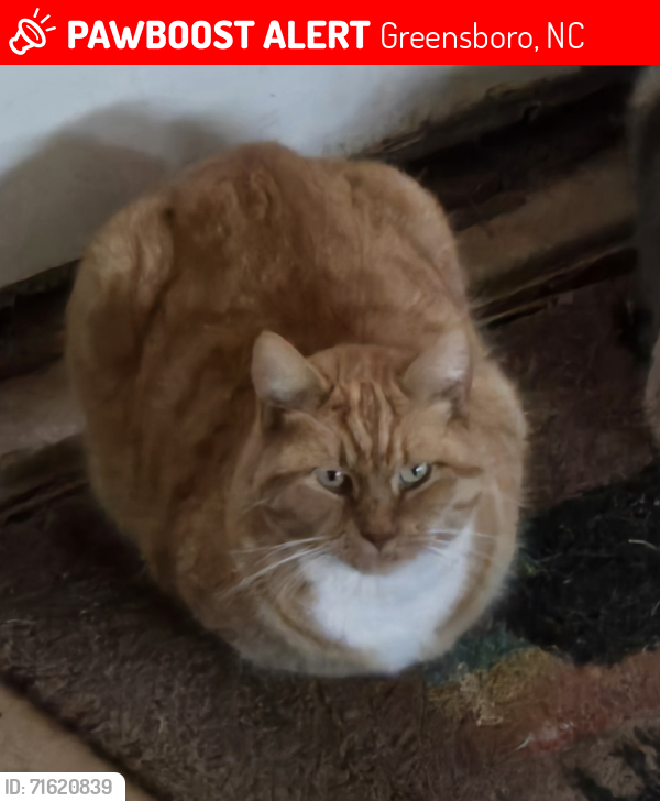 Greensboro, NC Lost Female Cat, Cheeto Is Missing | PawBoost