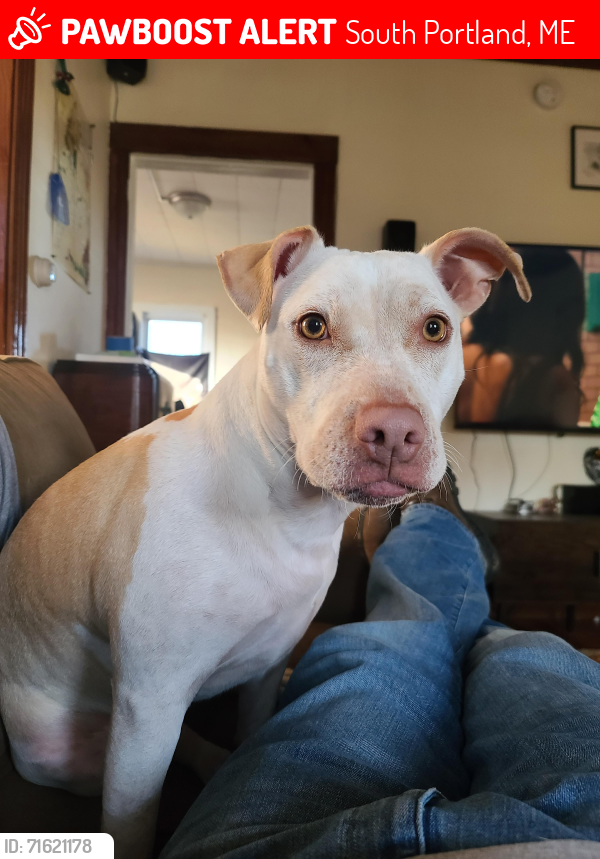 South Portland, ME Lost Female Dog, Freki Is Missing | PawBoost