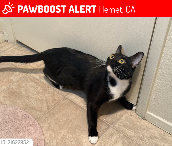 Hemet, CA Lost Female Cat, Missy Is Missing | PawBoost