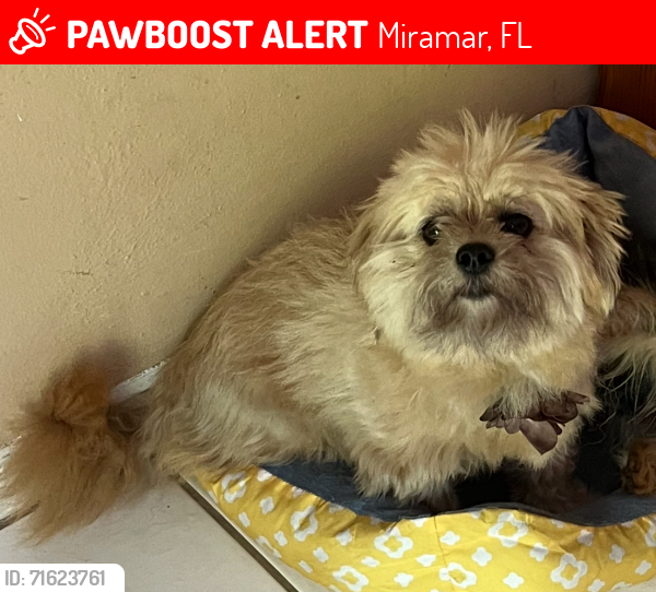 Miramar, FL Lost Female Dog, Layla Is Missing | PawBoost