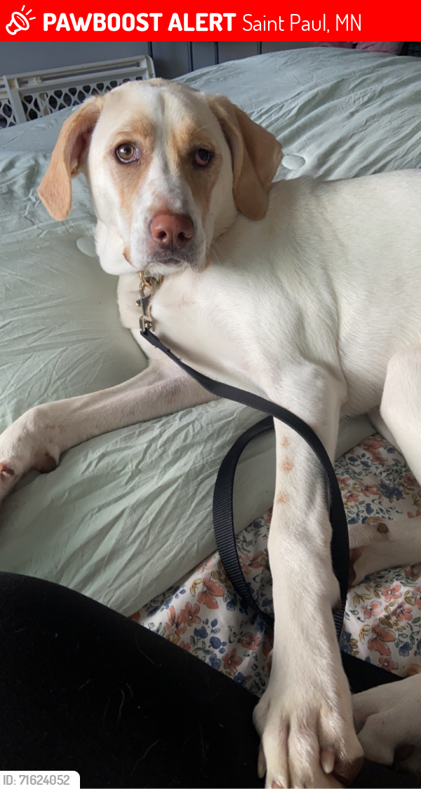 Saint Paul, MN Lost Female Dog, Bella Is Missing | PawBoost
