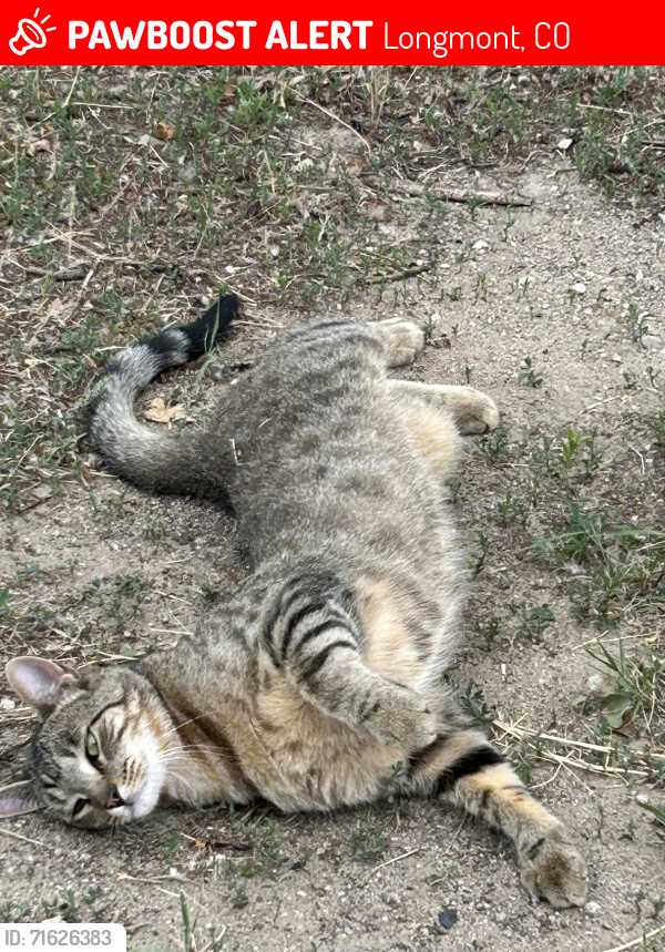 Longmont, CO Lost Female Cat, Tiggy Is Missing | PawBoost