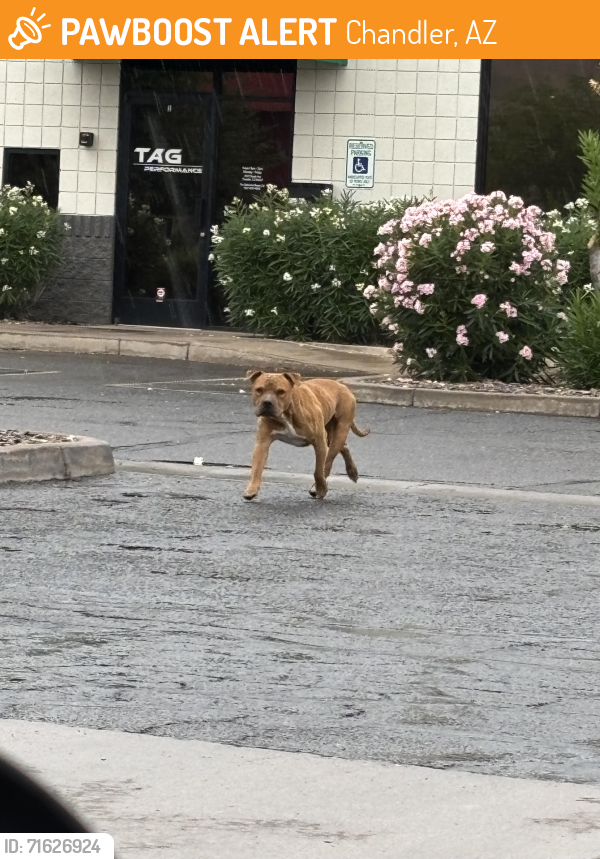Chandler, AZ Stray Male Dog Found Near Near S Bogle Ave Chandler | PawBoost