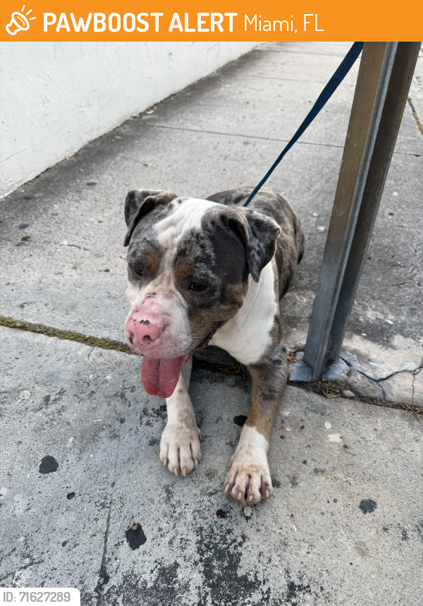 Miami, FL Stray Male Dog Found Near Riverside park | PawBoost