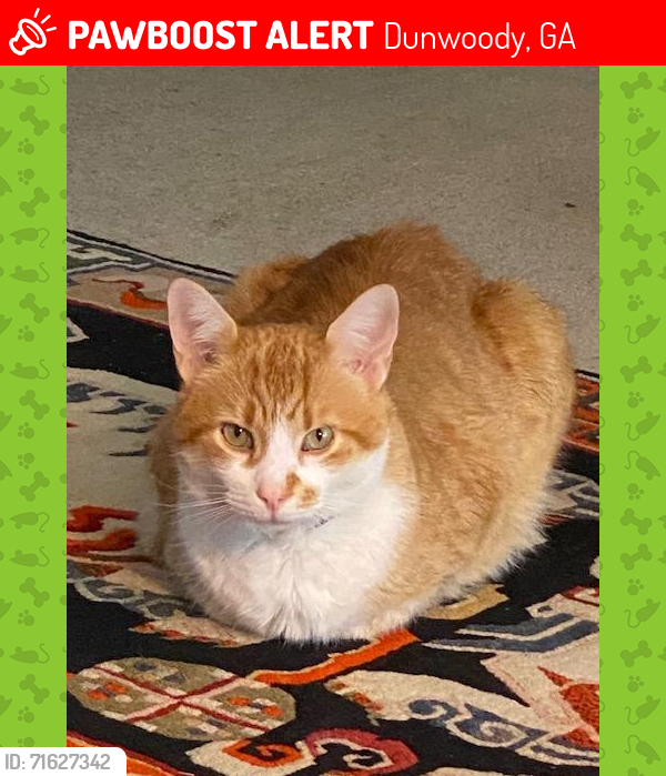 Dunwoody, GA Lost Male Cat, Loki Is Missing | PawBoost