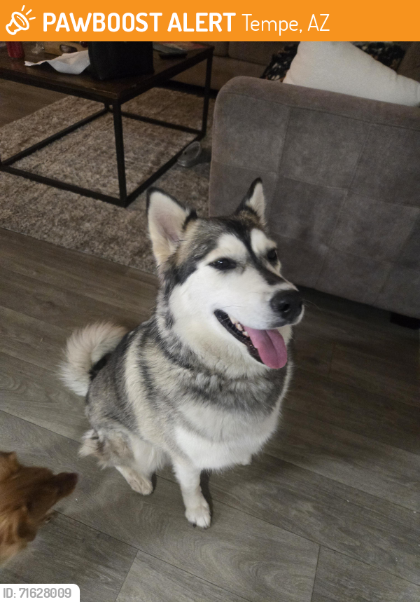 Tempe, AZ Stray Female Dog Found Near Highland park apmts | PawBoost