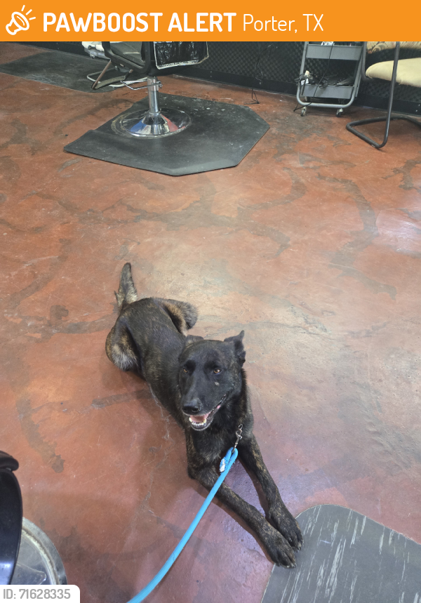 Porter, TX Stray Male Dog Found Near Near | PawBoost