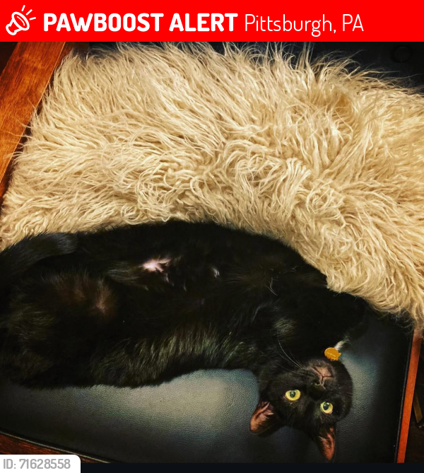Pittsburgh, PA Lost Male Cat, Birch Is Missing | PawBoost