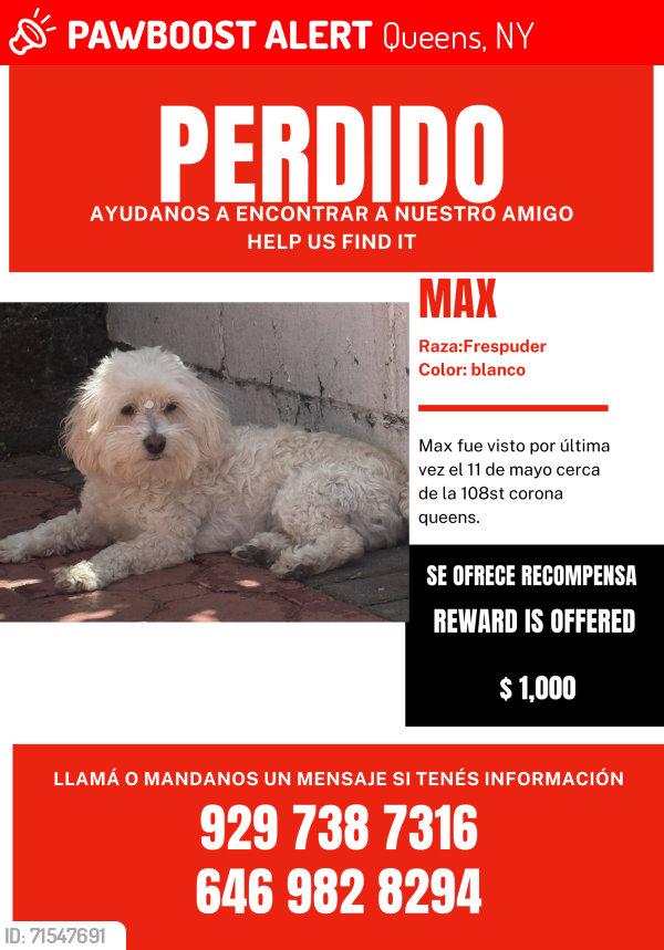 Queens, NY Lost Male Dog, Max Is Missing | PawBoost