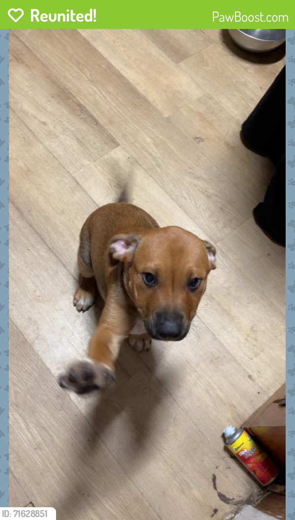 Reunited Male Dog in Clearwater, FL 33755 (ID: 71628851) | PawBoost