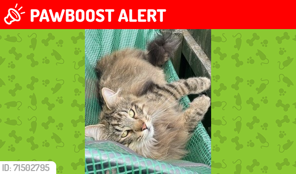 Aberdeen City, Scotland Lost Male Cat, Harrison Is Missing | PawBoost