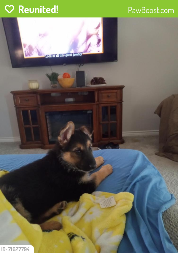 Reunited Female Dog in The Colony, TX 75056 (ID: 71627794) | PawBoost