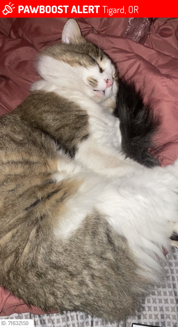 Tigard, OR Lost Male Cat, Zain Is Missing | PawBoost