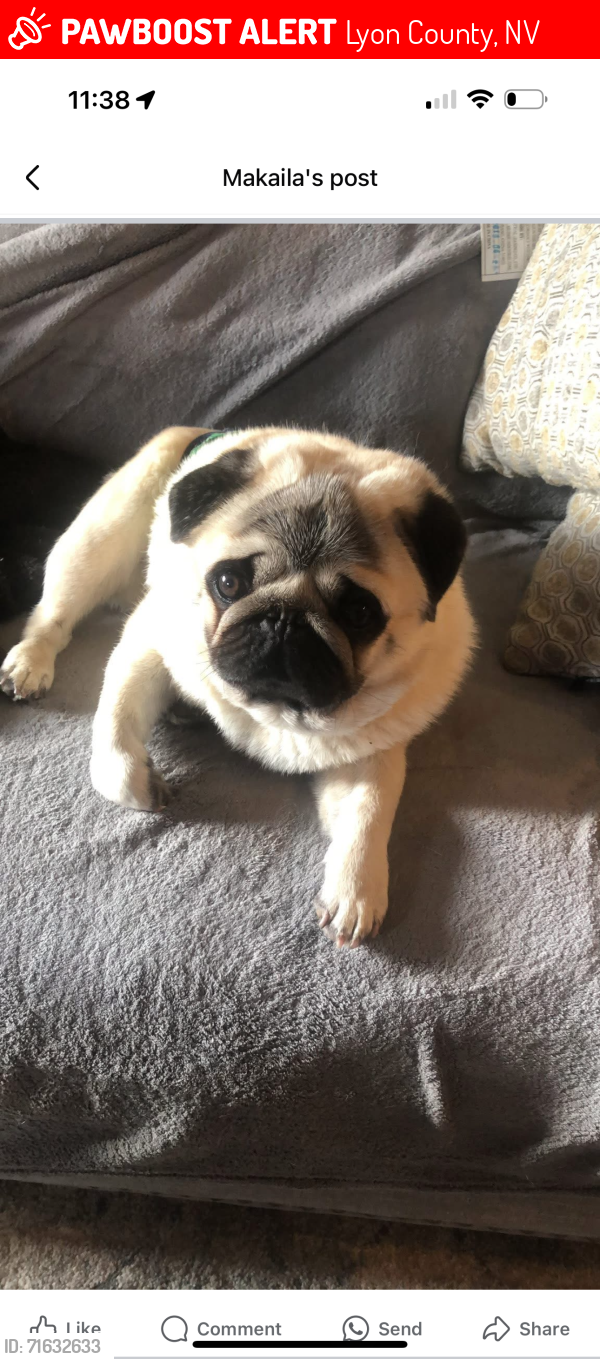 Lyon County, NV Lost Male Dog, Cj Is Missing | PawBoost