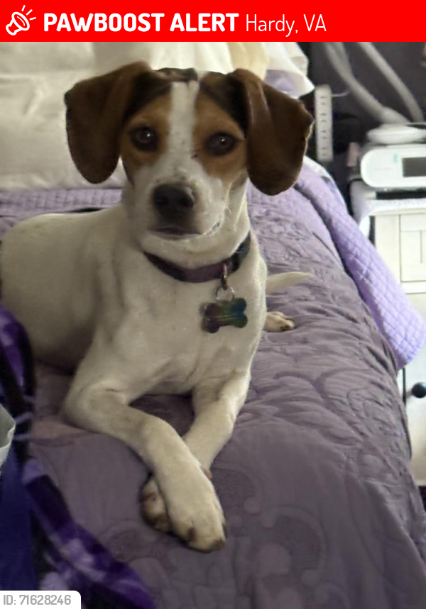 Hardy, VA Lost Female Dog, Roxy Is Missing | PawBoost