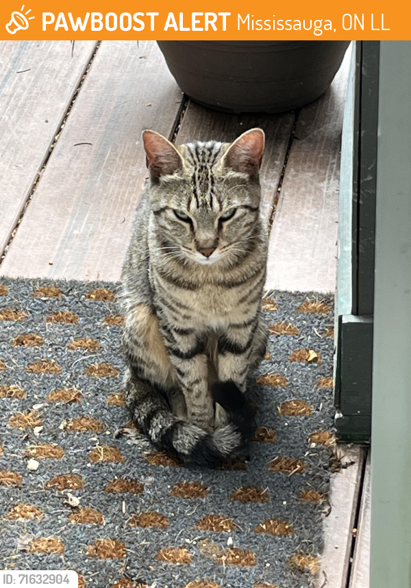 Mississauga, ON Stray Female Cat Found Near Erin Mills Parkway and ...