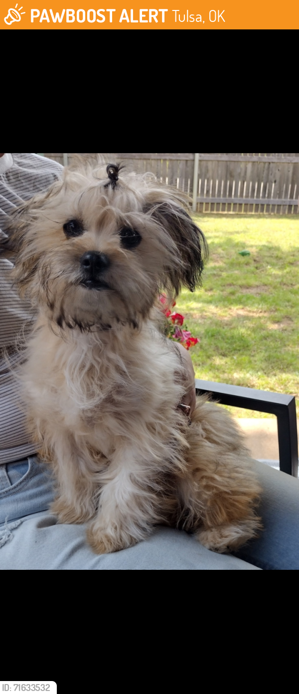 Rehomed Male Dog in Tulsa, OK 74112 (ID: 71633532) | PawBoost