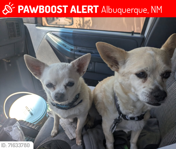 Albuquerque, NM Lost Dog, Molly/Shmeegle Is Missing | PawBoost