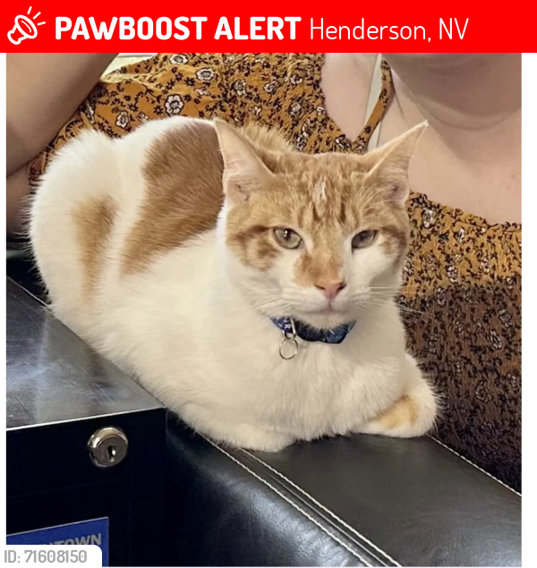 Henderson, NV Lost Male Cat, Colby Is Missing | PawBoost