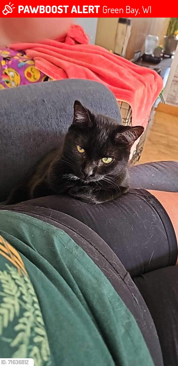Green Bay, WI Lost Male Cat, Obnoxious Is Missing | PawBoost