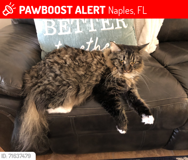 Naples, FL Lost Female Cat, Oakley Is Missing | PawBoost