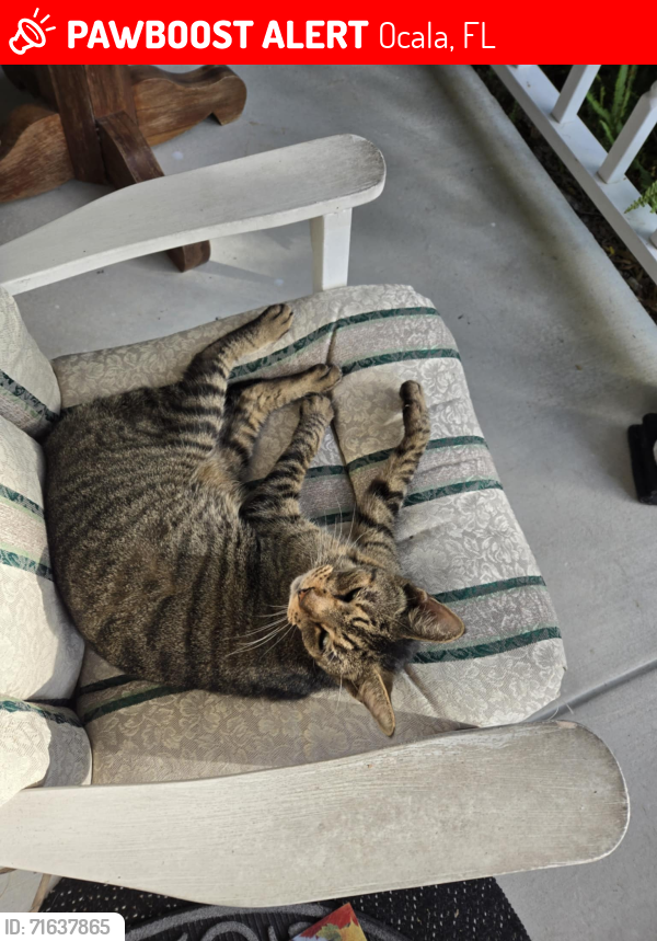 Ocala, FL Lost Male Cat, Scooter Is Missing | PawBoost
