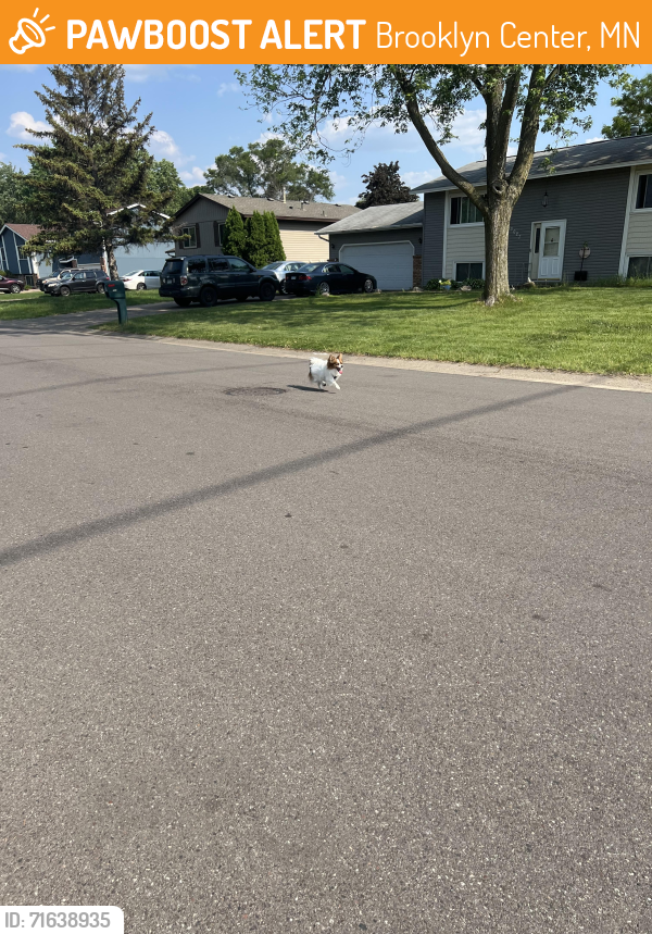 Brooklyn Center, MN Stray Dog Found Near Xerxes & 80th | PawBoost