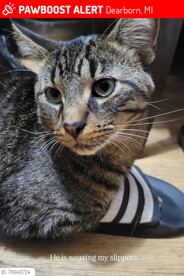 Dearborn, MI Lost Male Cat, Chase Is Missing | PawBoost