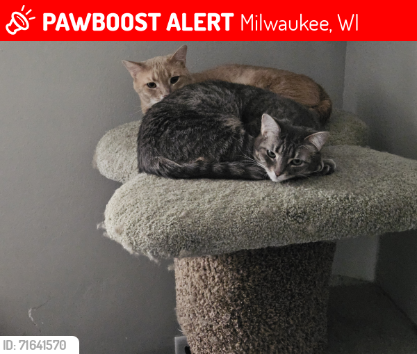 Milwaukee, WI Lost Female Cat, Hissy Is Missing | PawBoost