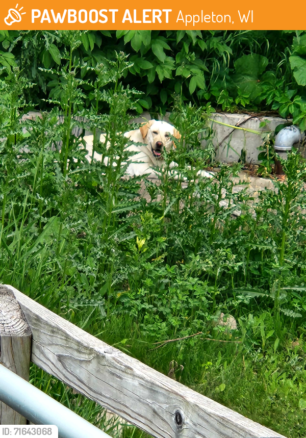 Appleton, WI Stray Dog Found Near Arbutus Park | PawBoost