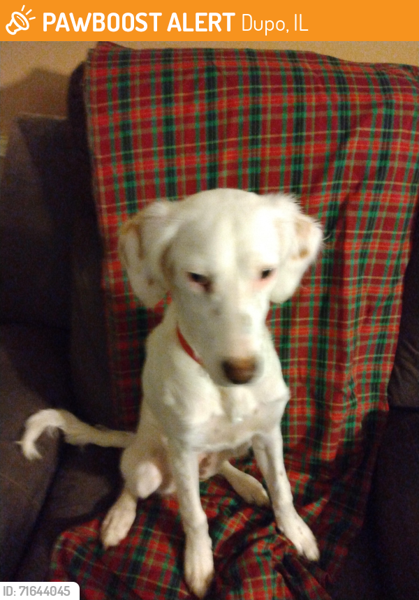 Dupo, IL Stray Female Dog Found Near 6th or 7th St. near park or old ...