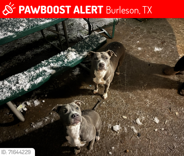 Burleson, TX Lost Female Dog, Athena And Cora Is Missing | PawBoost