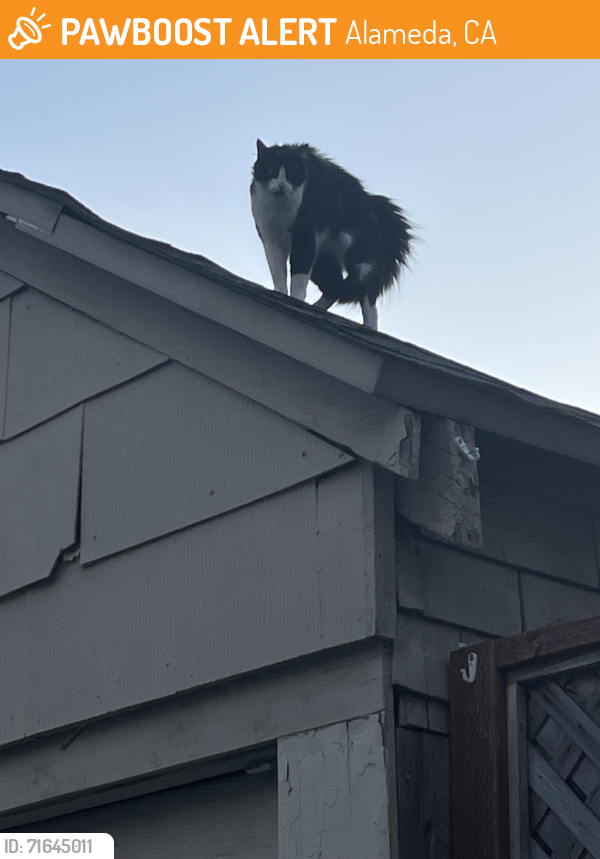 Alameda, CA Stray Cat Found Near Between Haight and Santa Clara | PawBoost