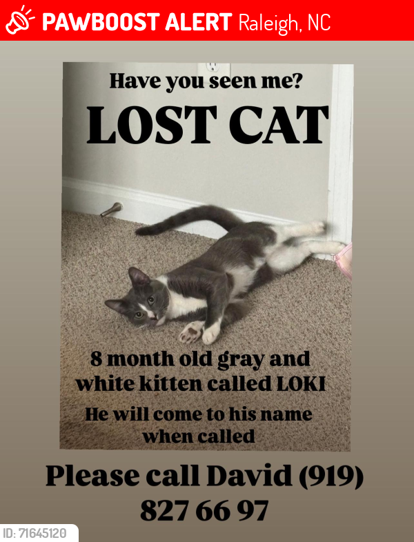 Raleigh, NC Lost Male Cat, Loki Is Missing | PawBoost