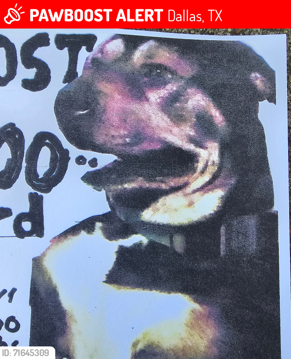 Dallas, TX Lost Male Dog, Joker Is Missing | PawBoost