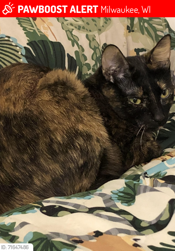 Milwaukee, WI Stray Female Cat Found Near Near North 84th St | PawBoost