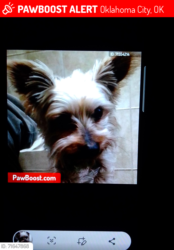 Oklahoma City, OK Lost Male Dog, Mister Is Missing | PawBoost